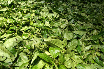 Plastic crate rule for tea transportation - Earl