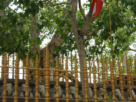 Sri Lanka to give India Maha Bodhi tree sapling