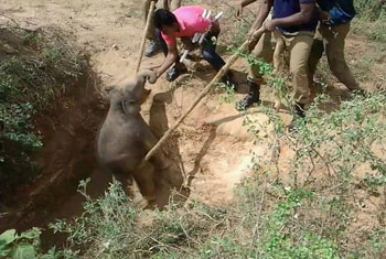Baby elephant rescue...