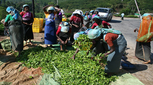 Govt should be held responsible for Russian tea ban – TSHDA