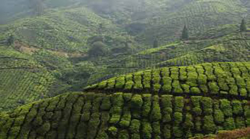 Tea export earnings rise 26 percent in 2017