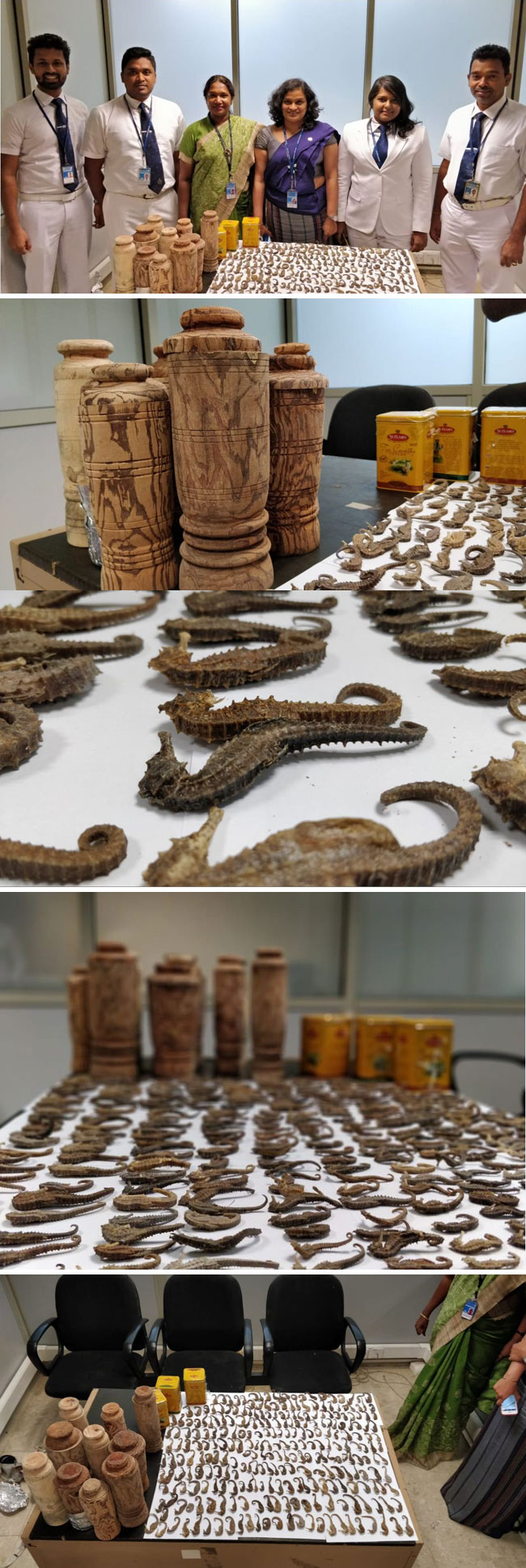 Chinese nationals arrested for attempting to smuggle out sea horses and ...