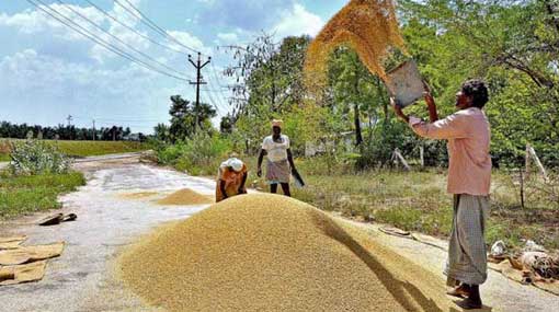 Preparations completed for Yala season paddy purchase