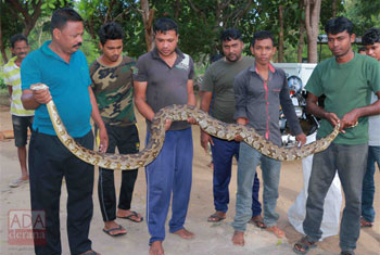 Nine-foot python captured in Puttalam...