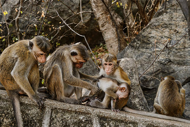 Agri. Secretary confirms request from private company to export monkeys ...