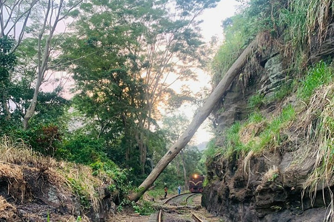 Fallen tree disrupts train services on up-country line