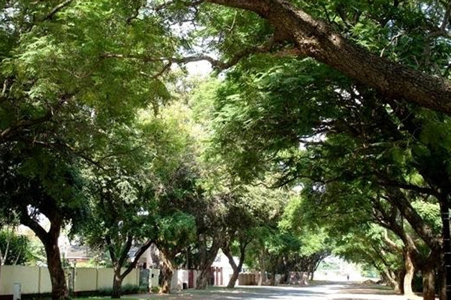 Defence State Minister instructs to remove roadside trees at risk of ...