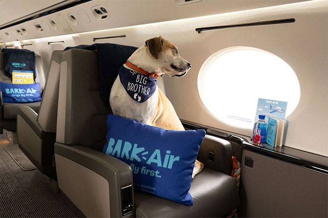 Luxury airline for dogs ‘BARK Air’ adds new destinations