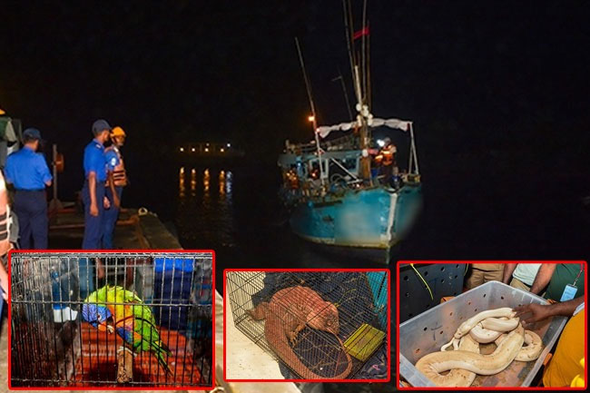 5 suspects apprehended for smuggling bird and reptile species in ...